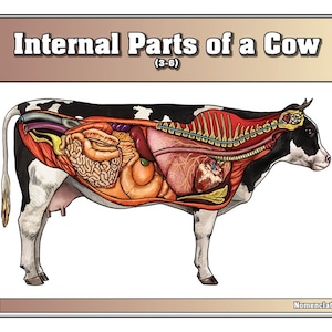 Internal Parts of a Cow Puzzle With Nomenclature Cards 3-6 printed ...