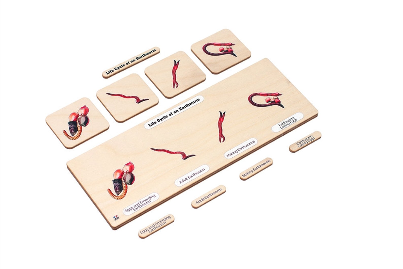 Life Cycle of an Earthworm | Life Cycle Set: Earthworm | Earthworm Life ...