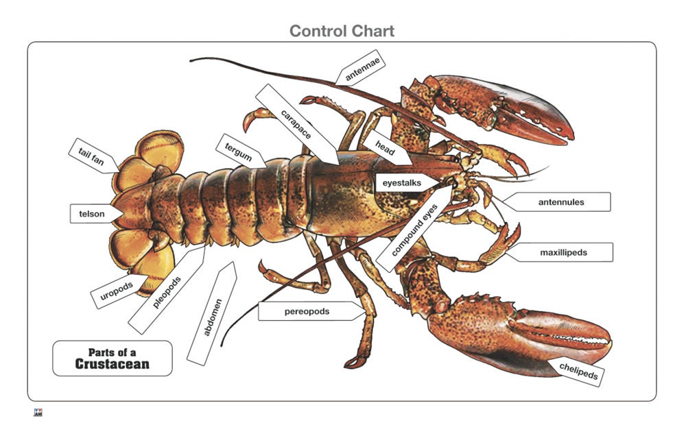Parts of a Crustacean Puzzle With Nomenclature Cards 6-9 printed ...