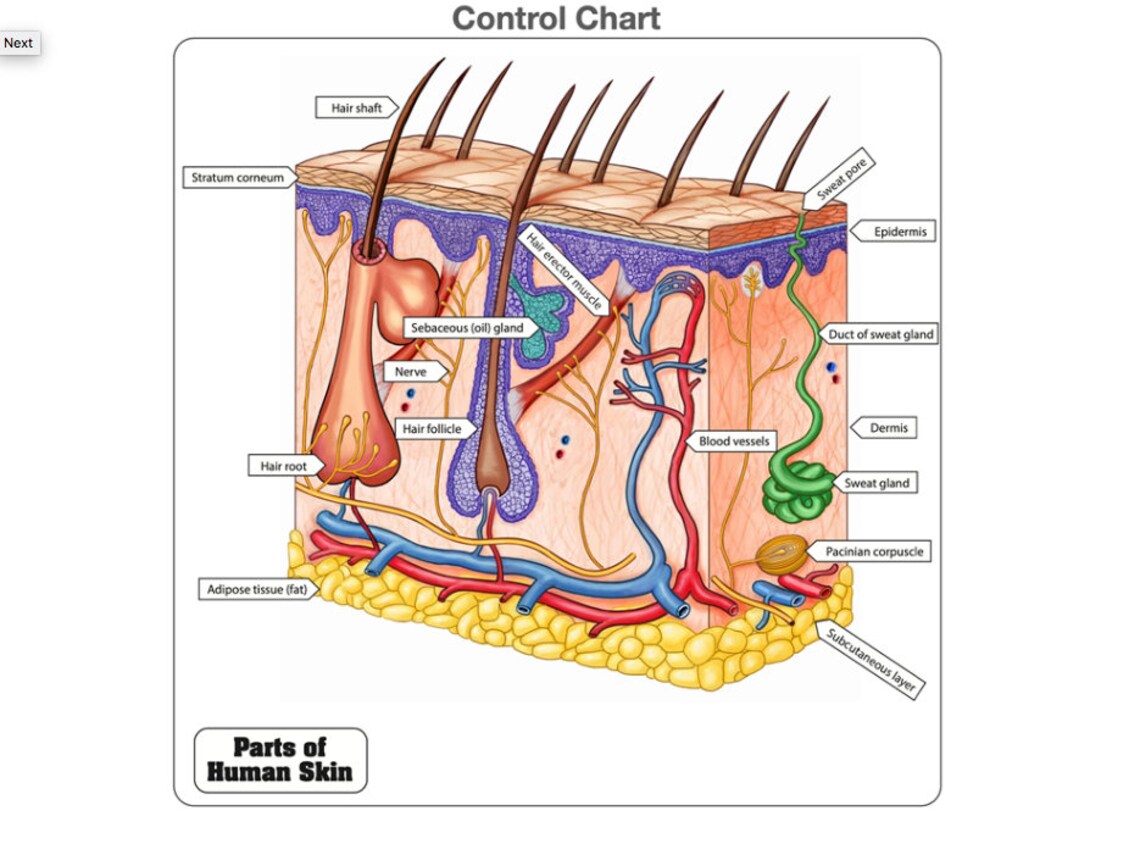 Parts of Human Skin Puzzle | Montessori Learning | Science Puzzles - Etsy