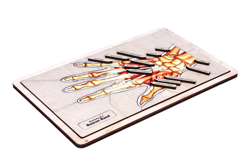 Anatomy of a Human Hand Puzzle | Montessori Puzzles | Montessori ...