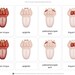 Parts of a Human Tongue Puzzle With Nomenclature Cards (3-6 ...