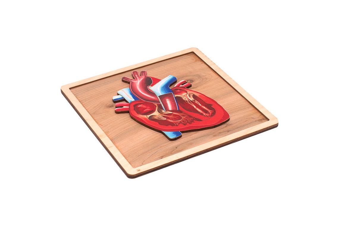 Montessori Parts of a Human Heart Puzzle Human Heart Puzzle - Etsy