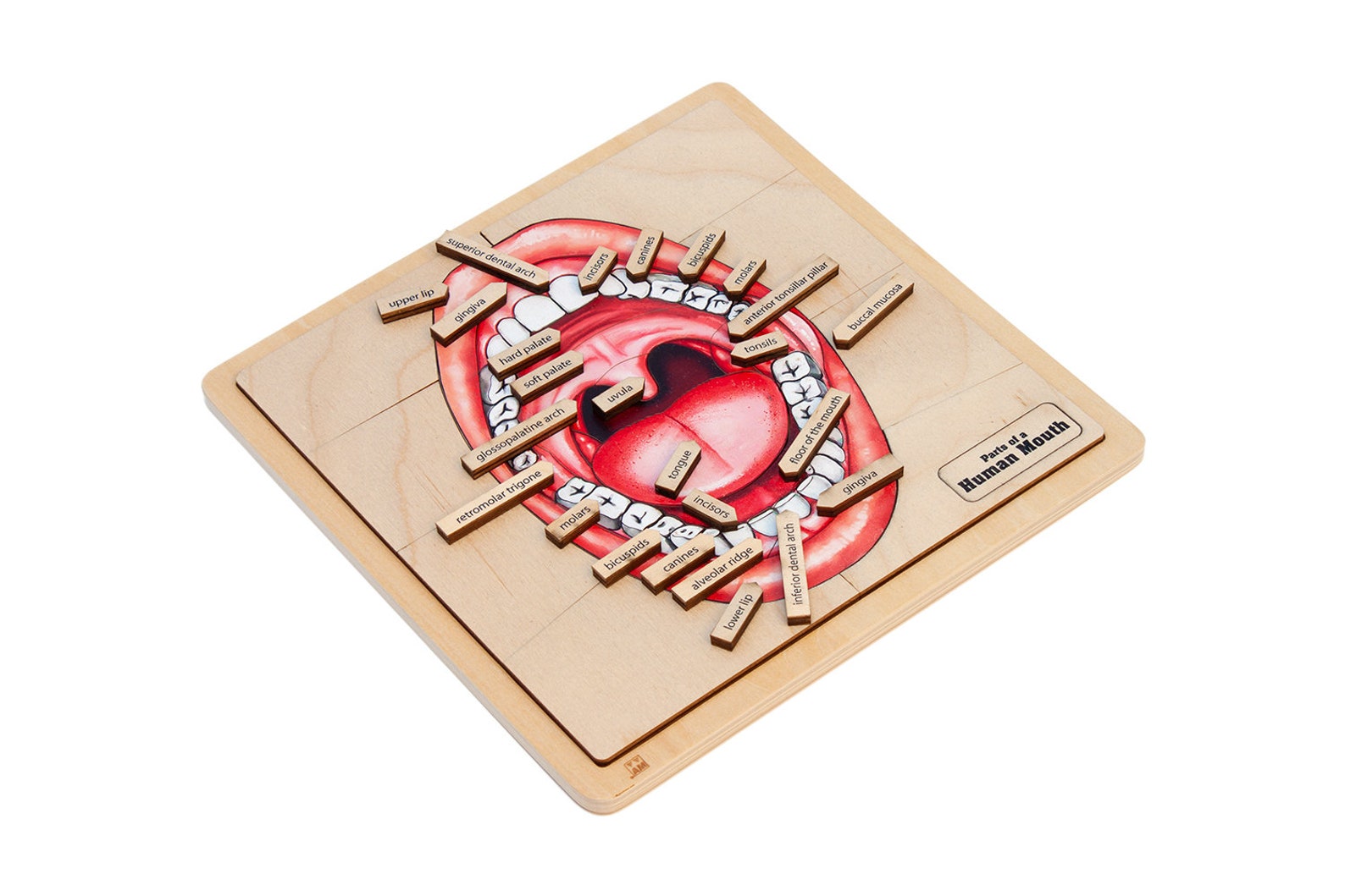 Parts of Human Mouth Puzzle - Montessori Learning - Science Puzzles ...