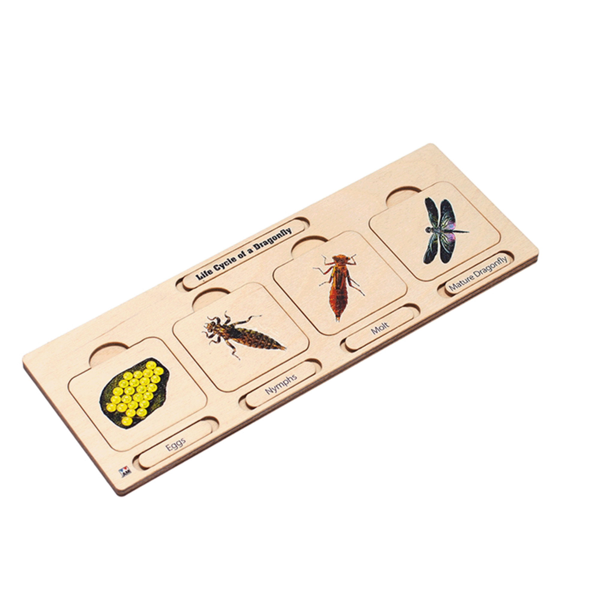 Wooden Life Cycle of a Dragonfly Puzzle Montessori Materials Homeschool ...