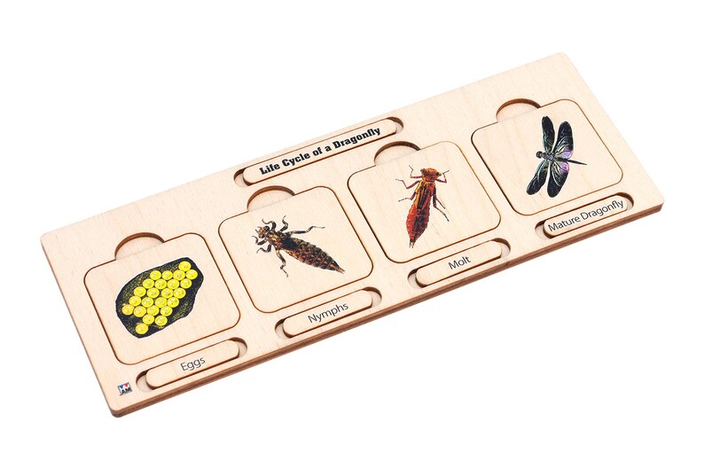 Wooden Life Cycle Set: Dragonfly Montessori Puzzles - Etsy
