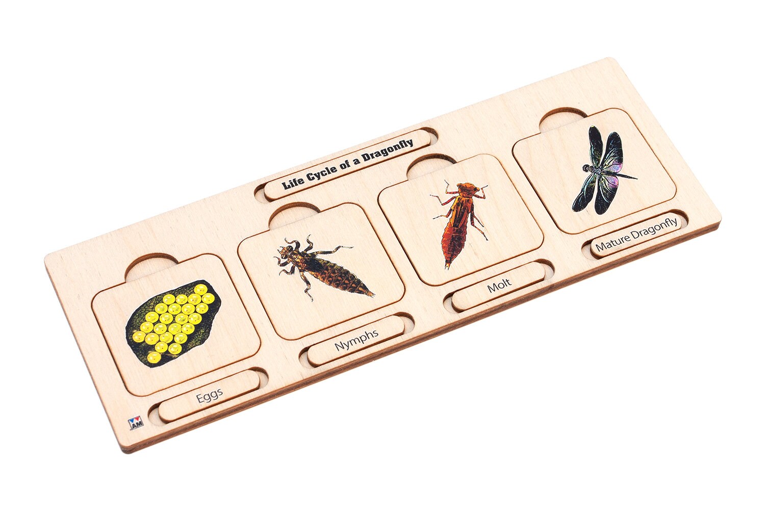 Wooden Life Cycle Set: Dragonfly Montessori Puzzles Montessori Life ...