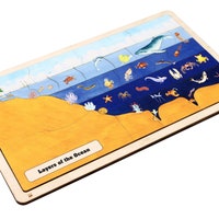 SPANISH Seahorse Life Cycle Learning Activity for Kids | Marine Life ...
