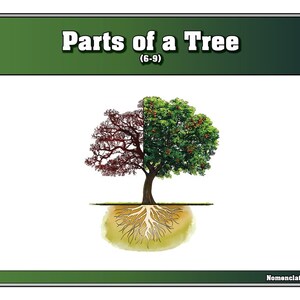 Parts of a Tree Puzzle With Nomenclature Cards (printed) (6-9 ...