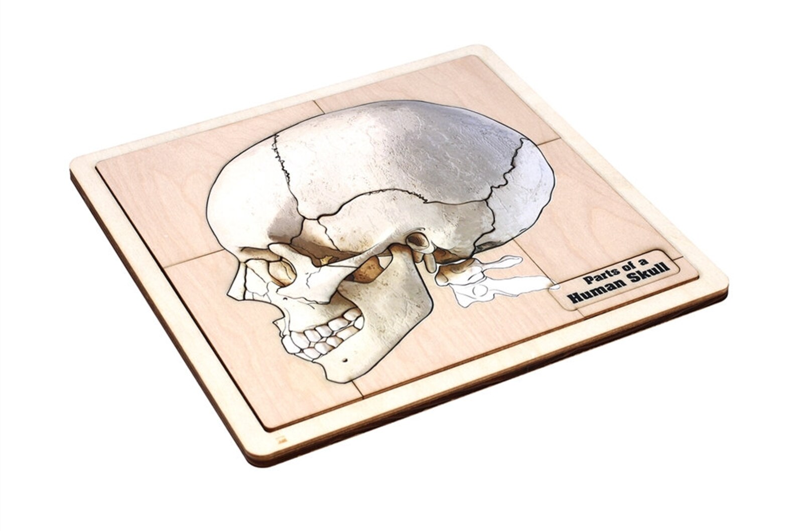 Parts of a Human Skull Puzzle With Nomenclature Cards (3-6 ...