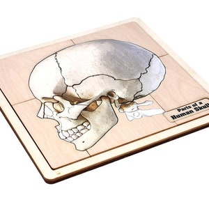 Parts of a Human Skull Puzzle With Nomenclature Cards (3-6 ...