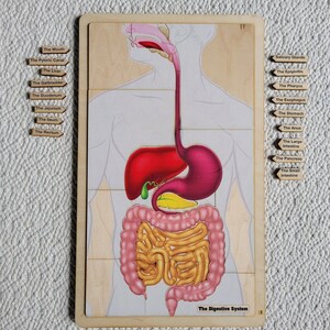 The Digestive System Puzzle - Human Digestive System - Montessori Human ...
