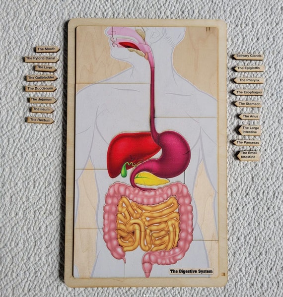 Digestive System Model For Kids