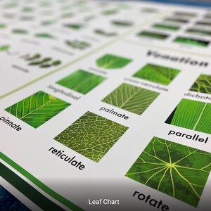 Leaf Chart | Montessori Chart | Science Chart | Homeschool | Alison's ...