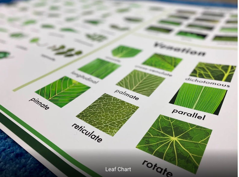 Leaf Chart | Montessori Chart | Science Chart | Homeschool | Alison's ...