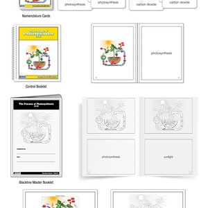 The Process of Photosynthesis Puzzle With Nomenclature Cards (3-6 ...