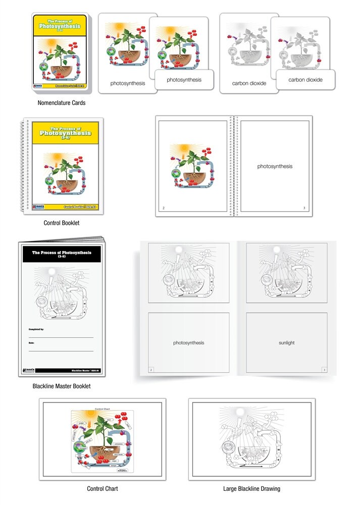 The Process of Photosynthesis Puzzle With Nomenclature Cards 3-6 ...