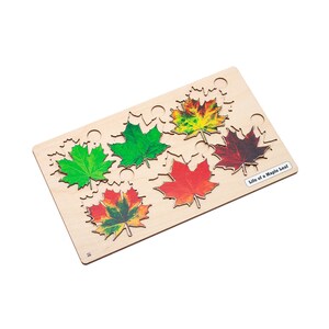 Life of a Maple Leaf Puzzle Montessori Leaf Puzzle Wooden - Etsy