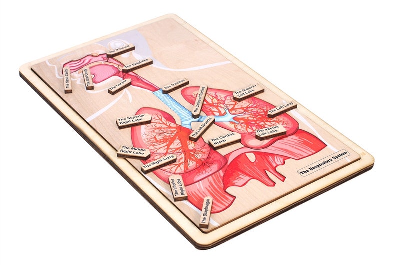 The Respiratory System Puzzle With Nomenclature Cards 3-6 Montessori ...