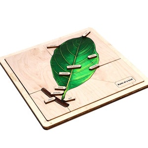 Parts of a Leaf Puzzle With Nomenclature Cards (printed) (3-6 ...