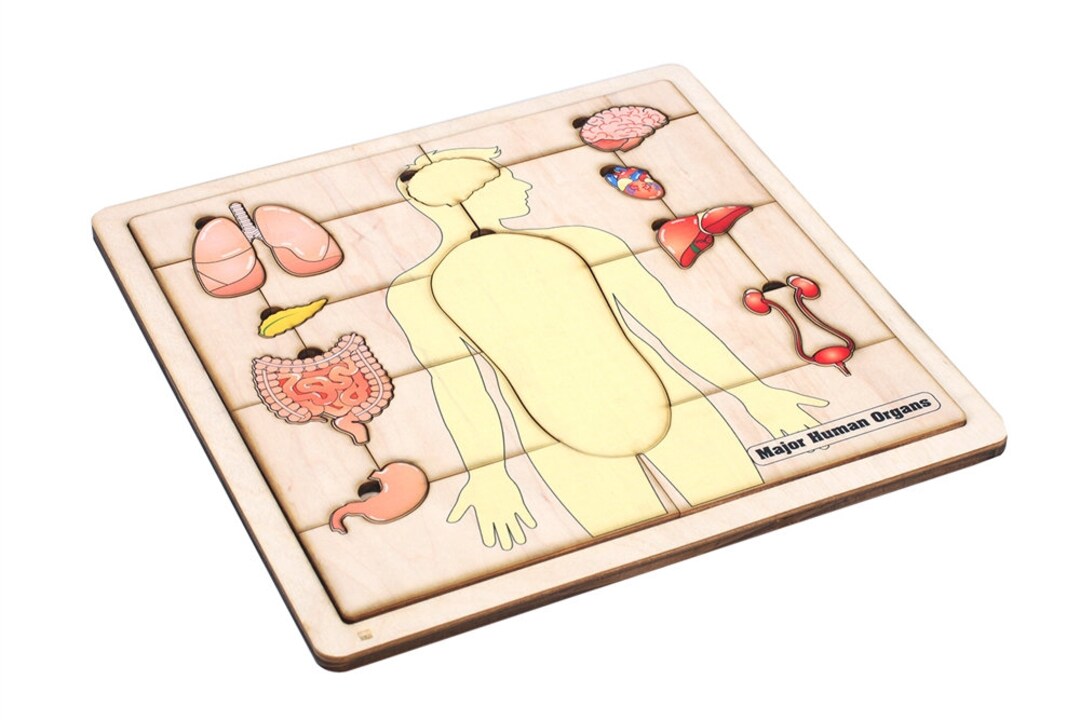 Major Organs of the Human Body Puzzle With Nomenclature Cards (3-6 ...
