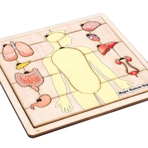 Major Organs of the Human Body Puzzle With Nomenclature Cards (3-6 ...