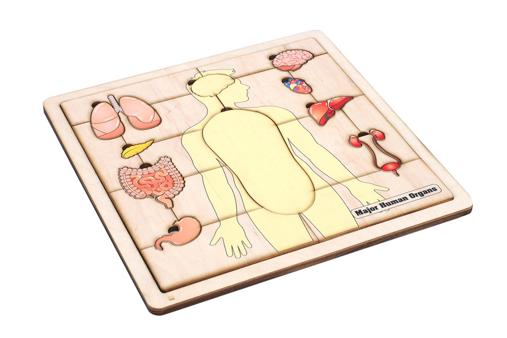 Rompecabezas de órganos principales del cuerpo humano con tarjetas de ...