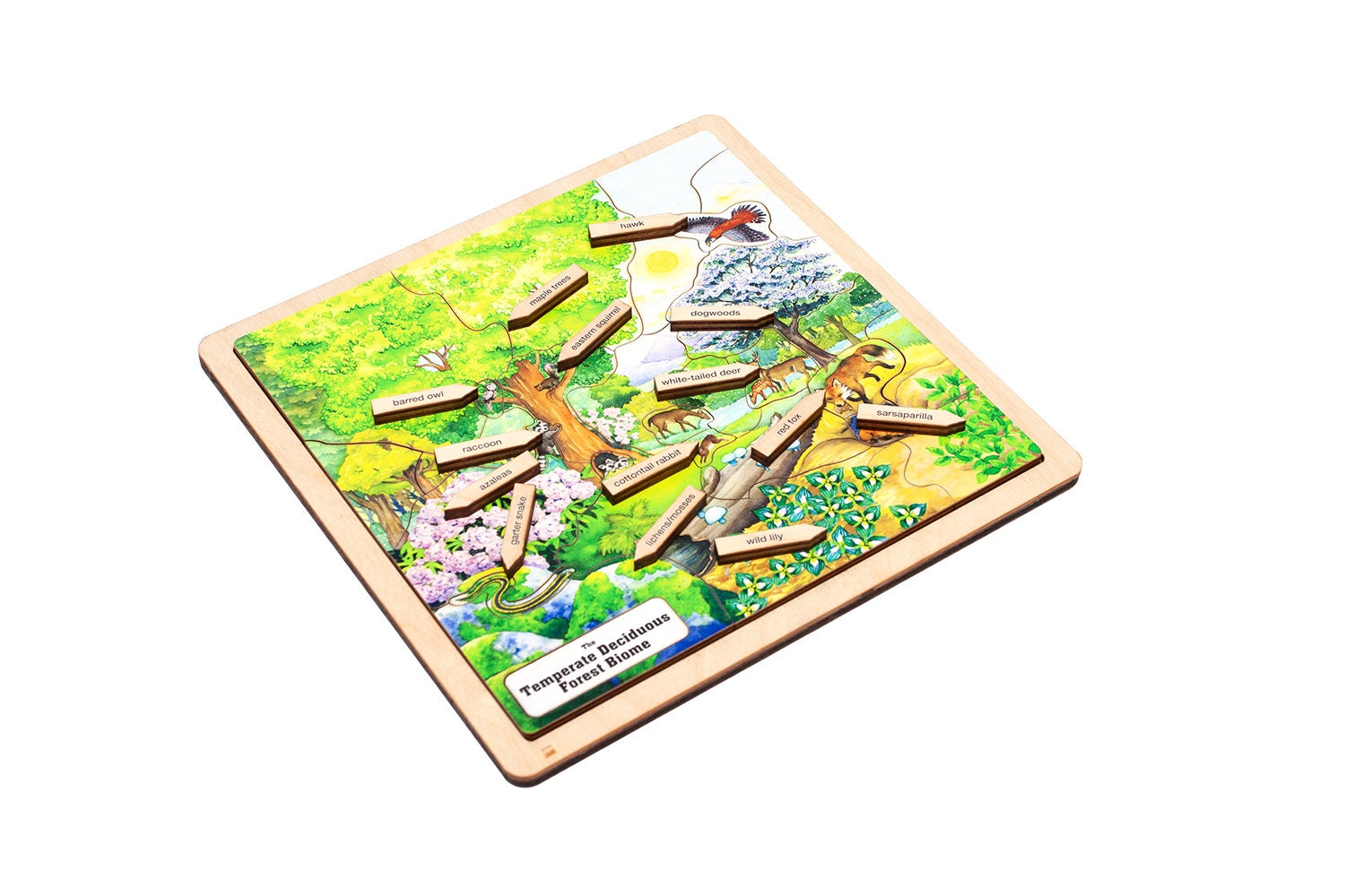 Temperate Deciduous Forest Biome Puzzle | Forest Biomes | Forest ...
