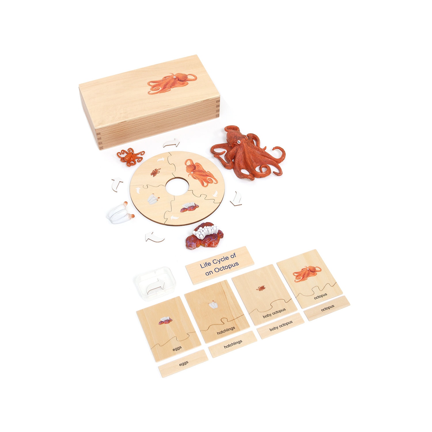 Life Cycle Set of a Octopus - Montessori Life Cycle - Octopus Life ...