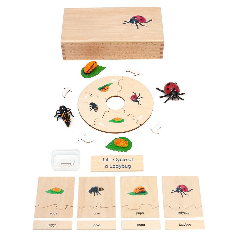 Life Cycle Set of a Ladybug - Montessori Life Cycle - Ladybug Life ...
