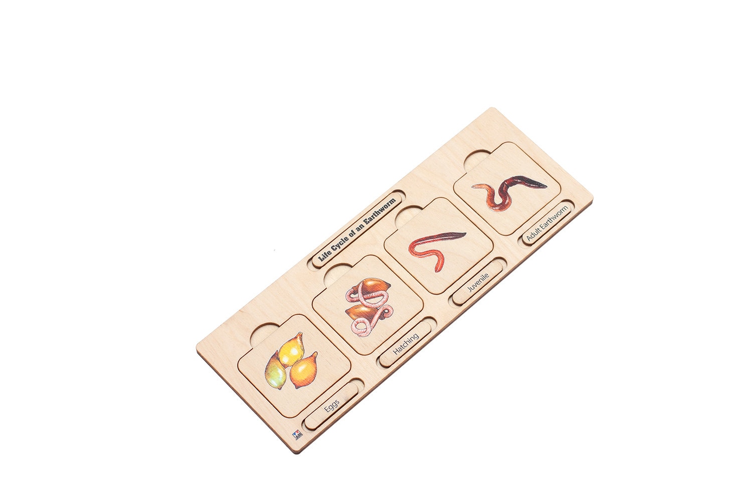 Life Cycle of an Earthworm | Life Cycle Puzzle: Earthworm | Montessori ...