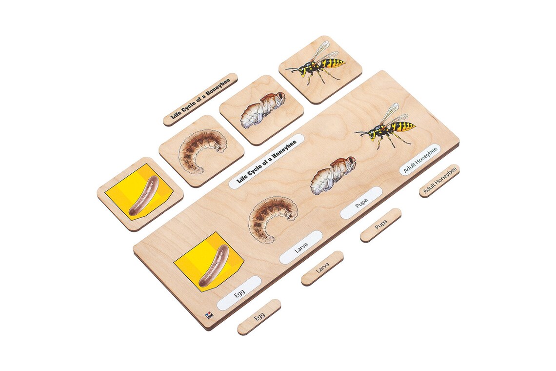 Life Cycle of a Bee | Life Cycle Set: Bee | Montessori Puzzles ...