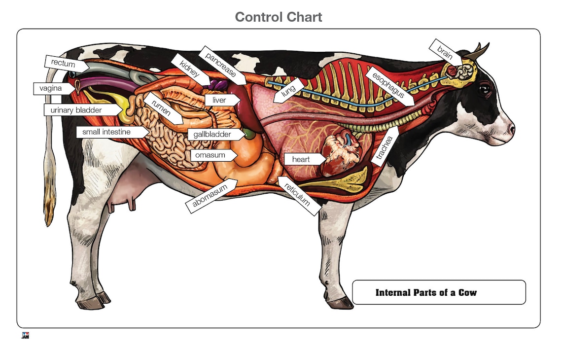 Internal Parts of a Cow Puzzle | Montessori Materials | Montessori ...