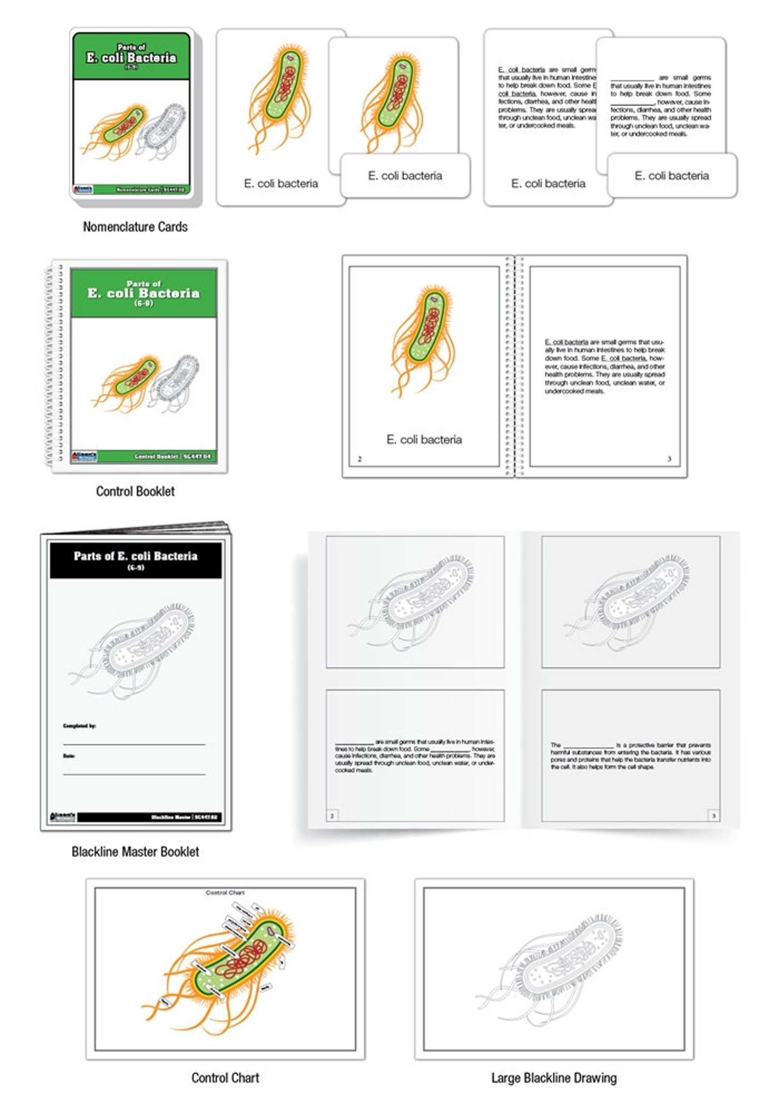 Parts of E. Coli Bacteria Puzzle With Nomenclature Cards 6-9 Montessori ...