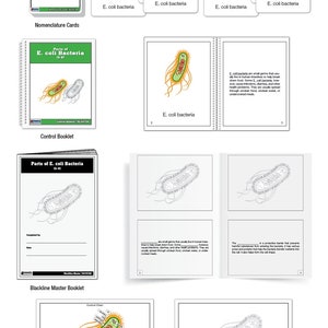 Parts of E. Coli Bacteria Puzzle With Nomenclature Cards (6-9 ...
