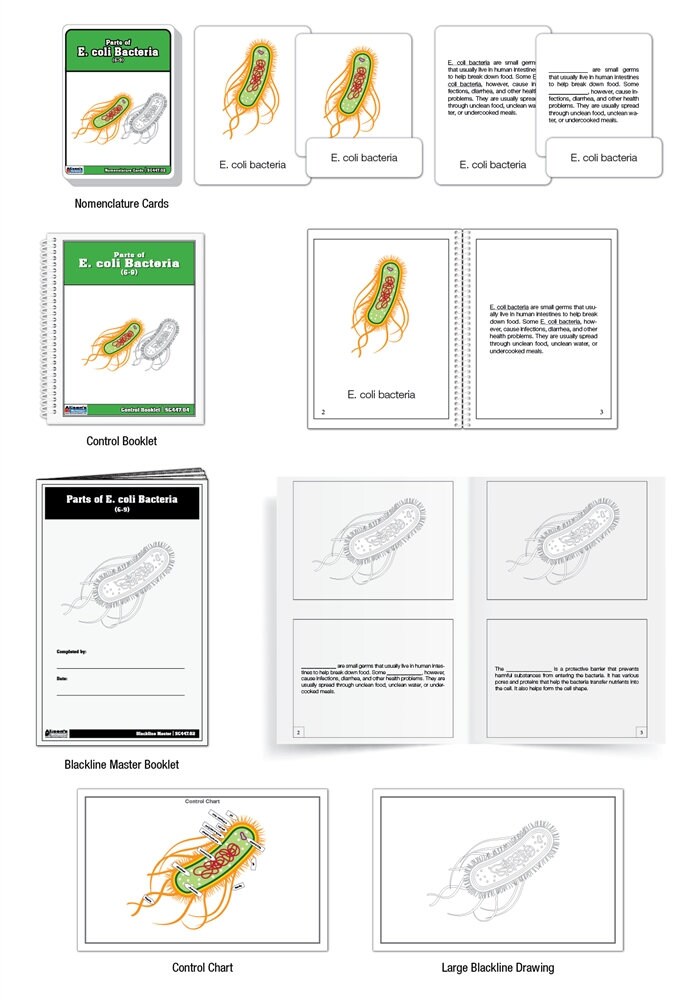 Parts of E. Coli Bacteria Puzzle With Nomenclature Cards (6-9 ...