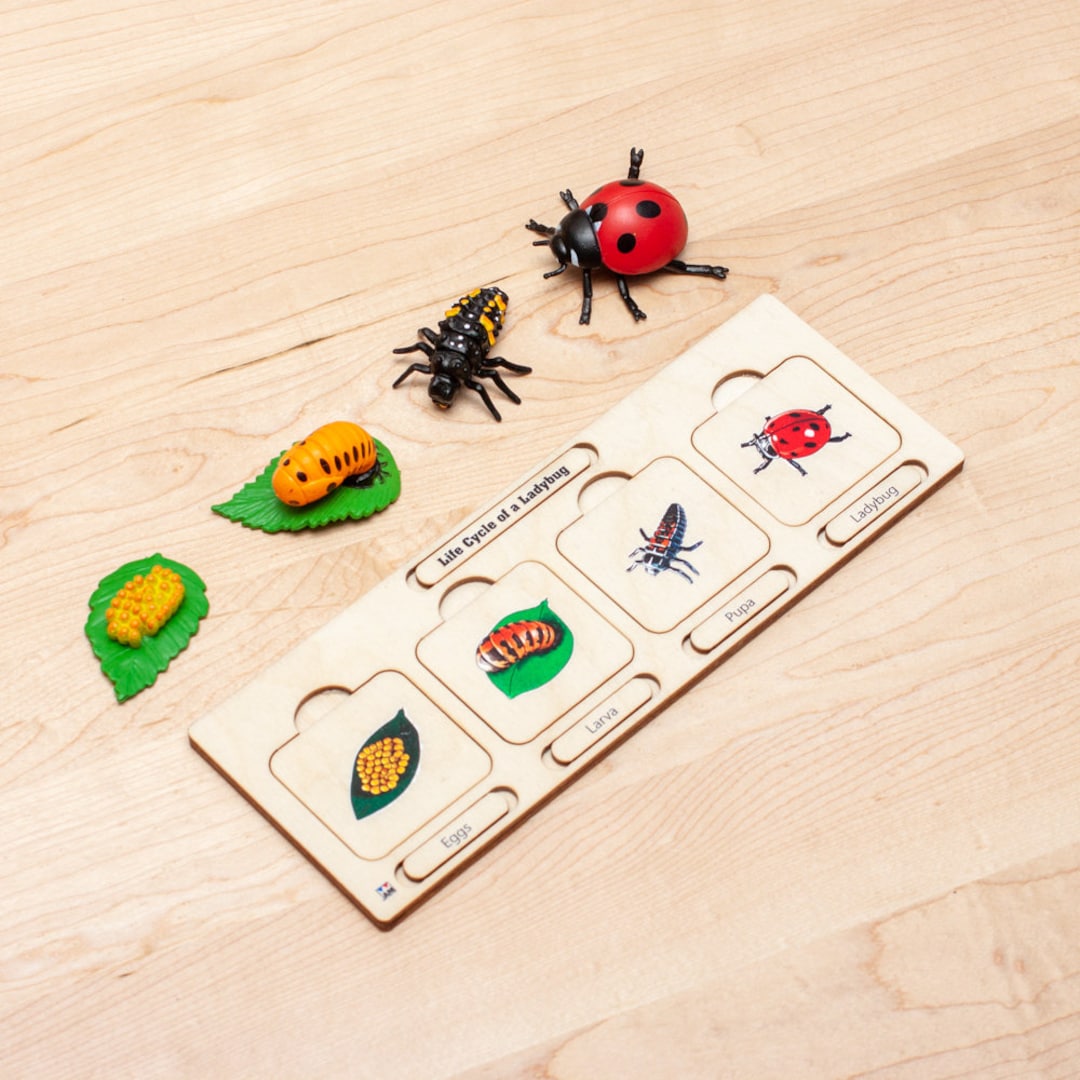 Wooden Life Cycle of a Ladybug | Life Cycle Set: Ladybug | Montessori ...