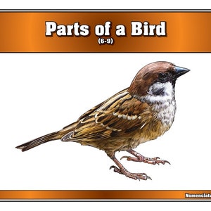 Parts of a Bird Puzzle With Nomenclature Cards (6-9) | Montessori ...
