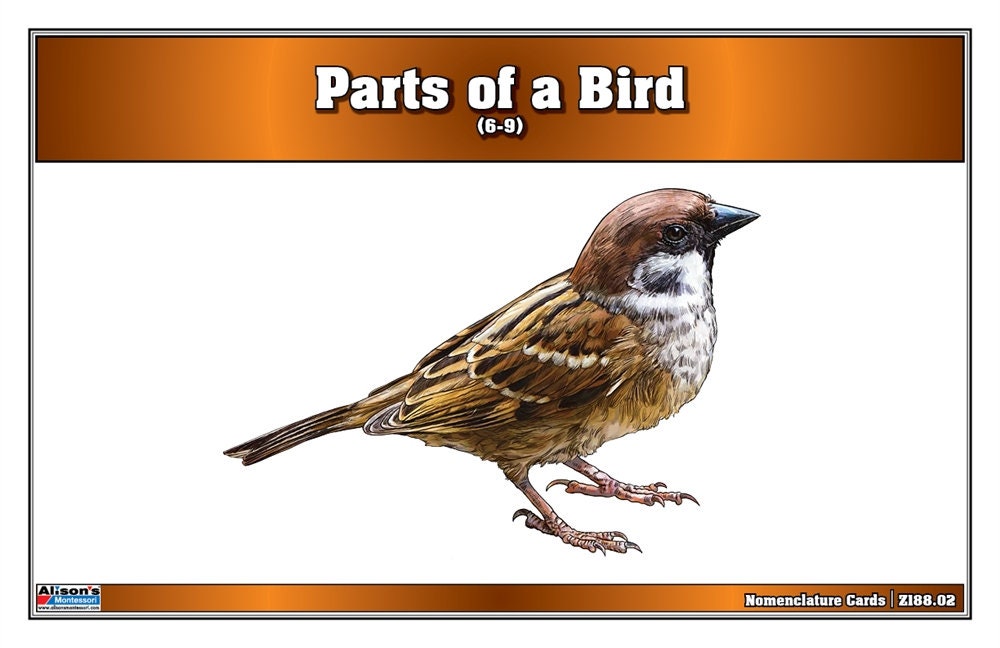 Parts of a Bird Puzzle With Nomenclature Cards 6-9 Montessori Materials ...
