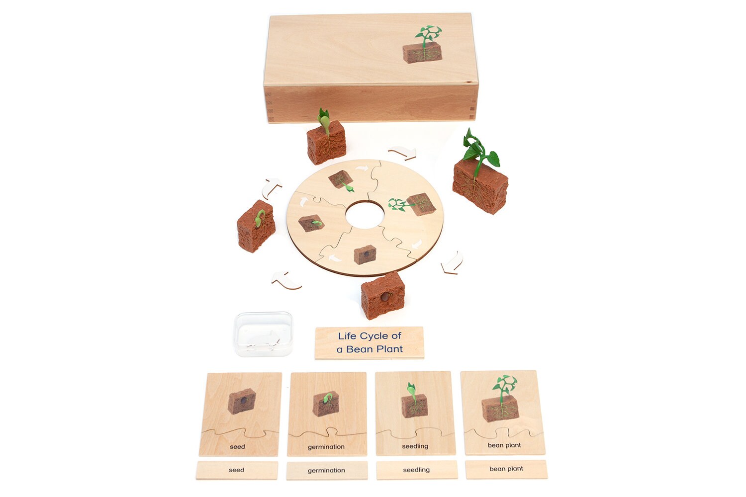 Life Cycle Set of a Bean Plant Montessori Life Cycle Bean Plant Life ...