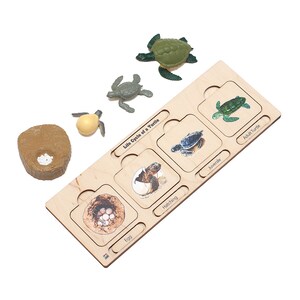 Wooden Life Cycle Set: Sea Turtle | Montessori Life Cycles | Montessori ...
