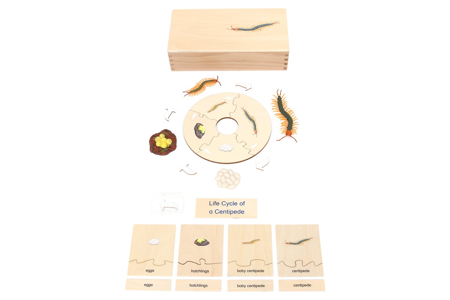 Life Cycle Set of a Centipede - Montessori Life Cycle - Centipede Life ...