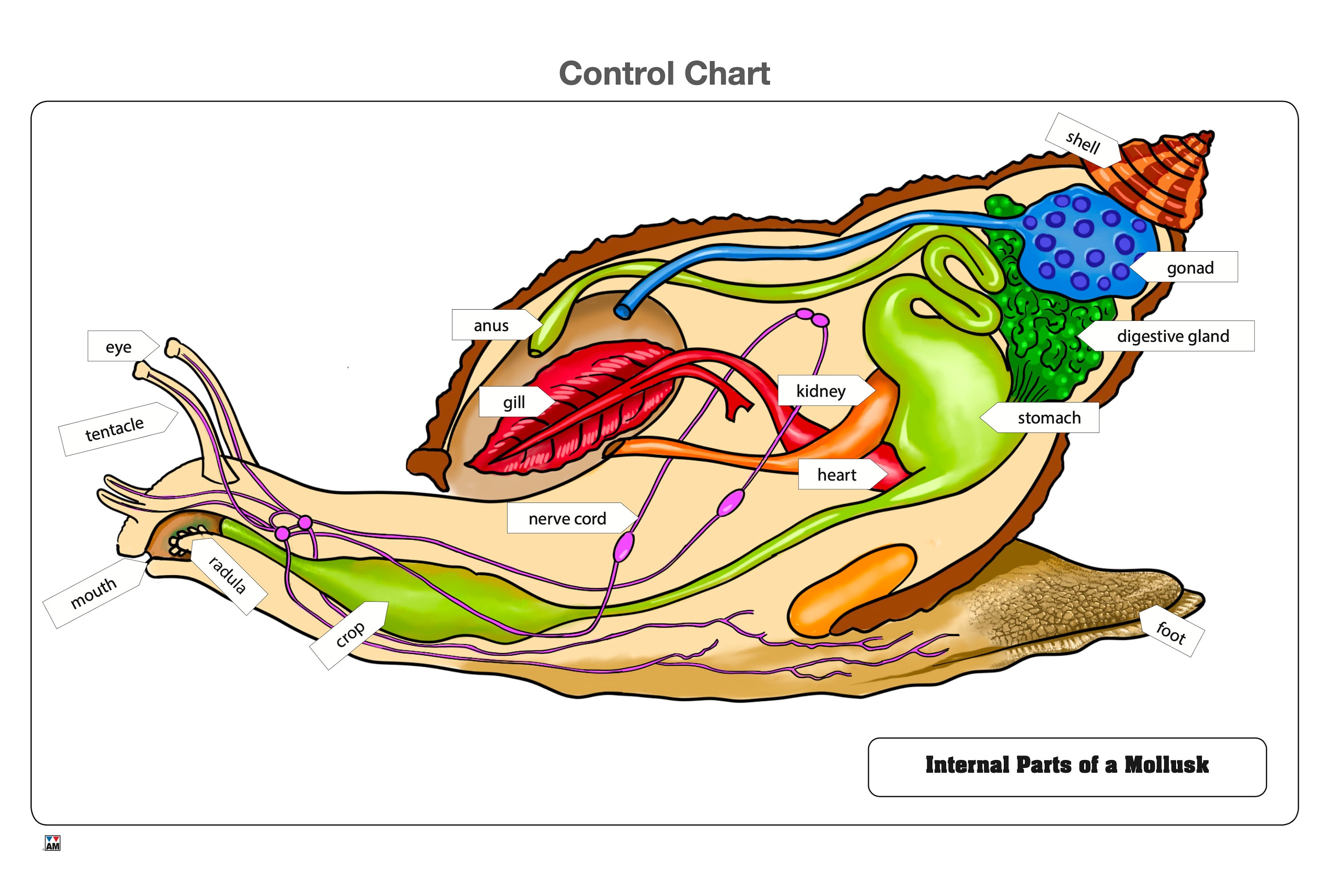 Internal Parts of a Mollusk Montessori Materials Montessori Wooden ...