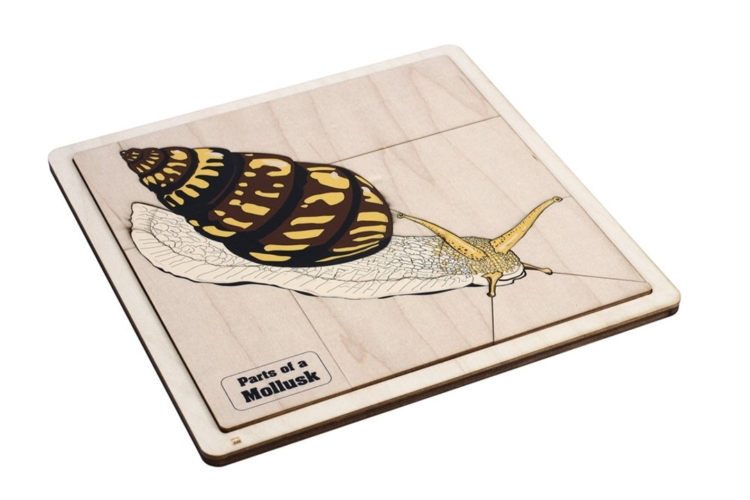 Parts of a Mollusk Puzzle With Nomenclature Cards (3-6) | Montessori ...