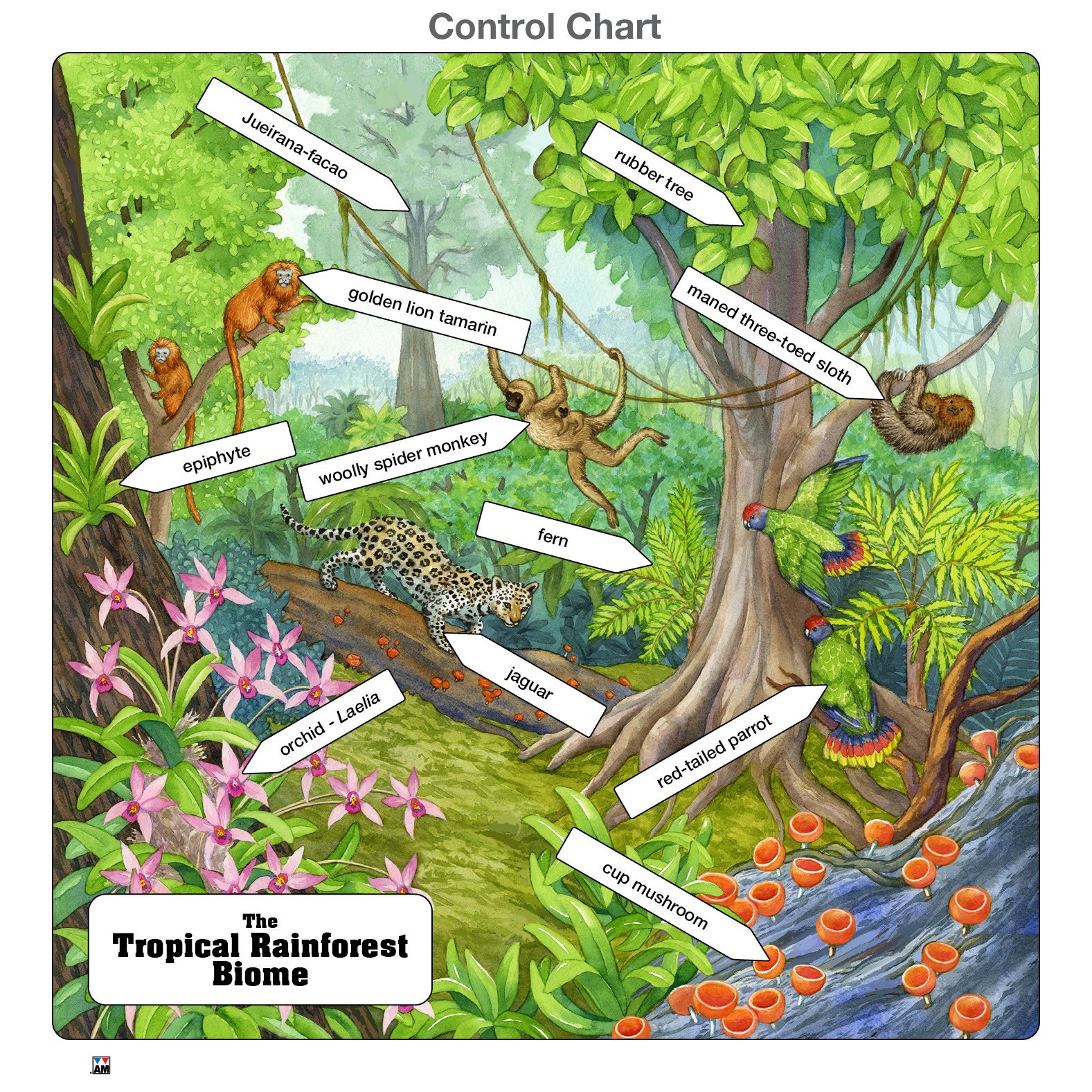 Tropical Rainforest Biome Puzzle Animal Habitat Learning Montessori ...