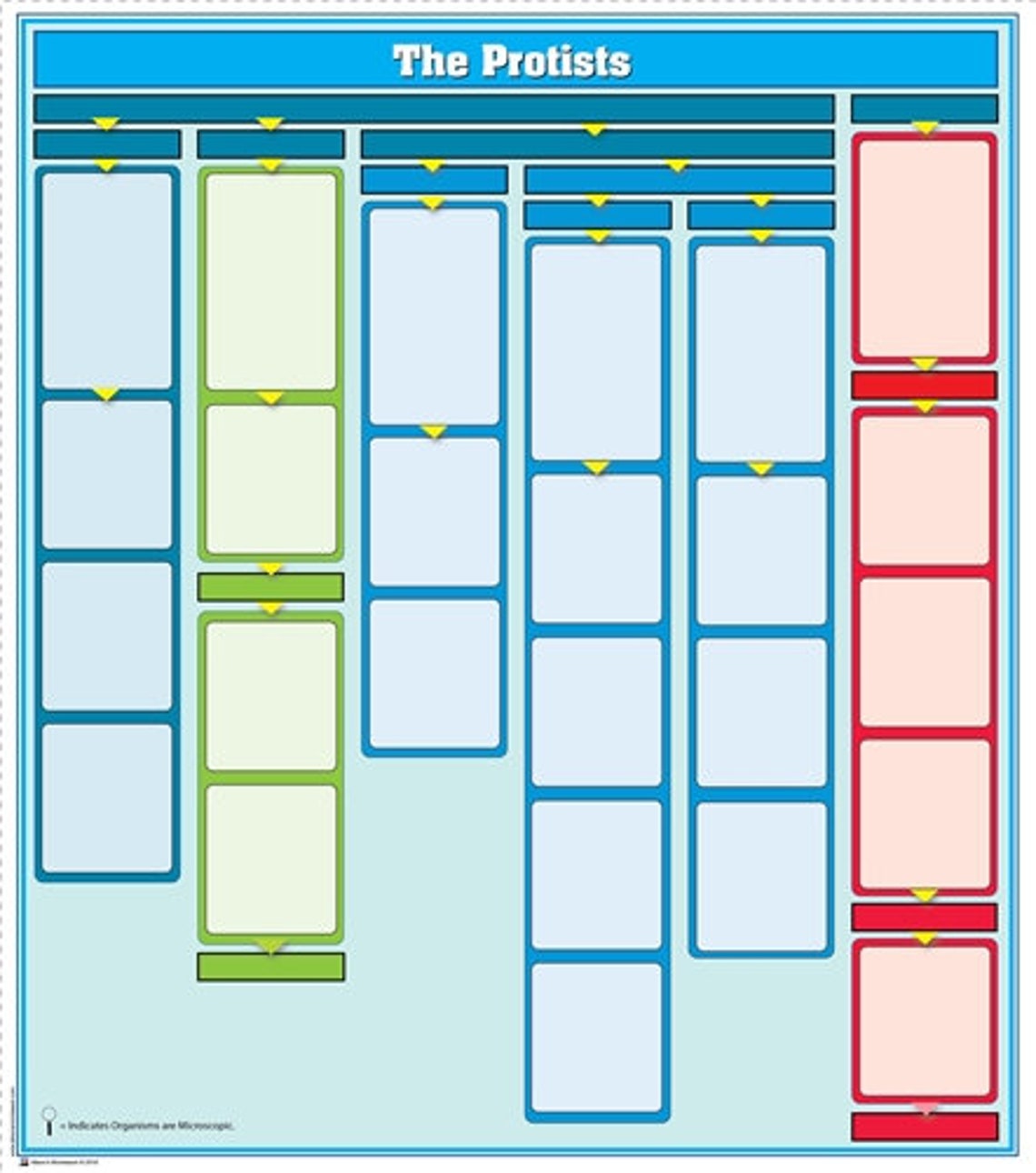 Protists Kingdom Chart Complete Set | Montessori Charts | Alison's ...