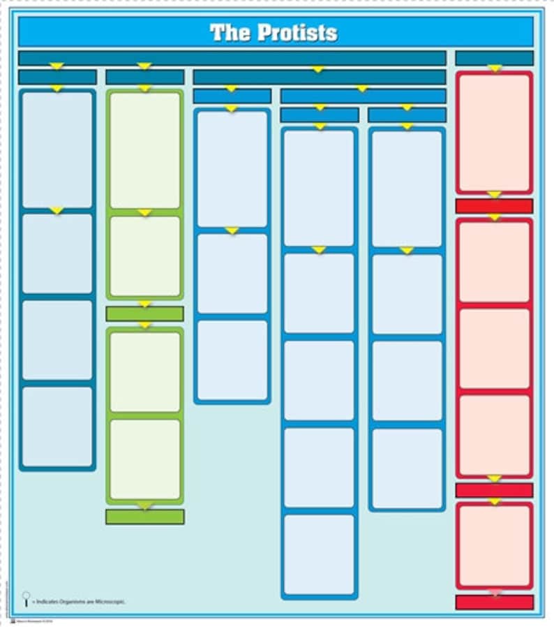 Protists Kingdom Chart Complete Set | Montessori Charts | Alison's ...