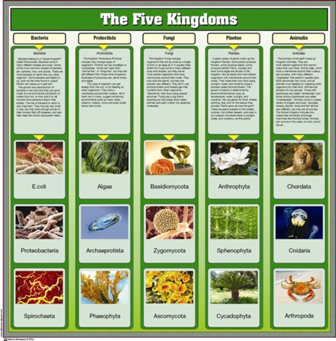 The Five Kingdoms Chart | Montessori Printable | Montessori Science ...