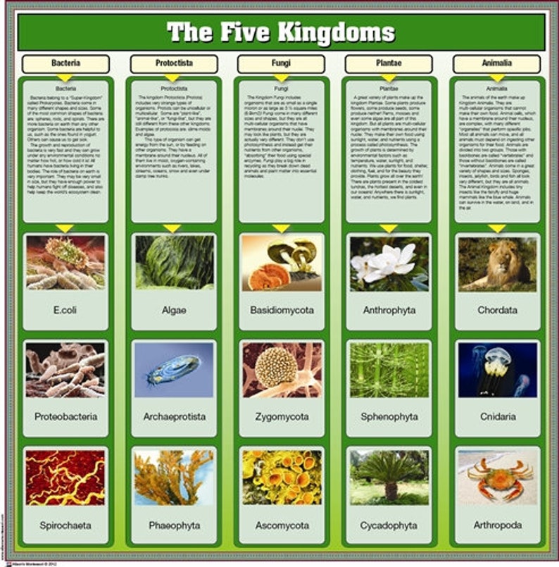 The Five Kingdoms Chart | Montessori Printable | Montessori Science ...