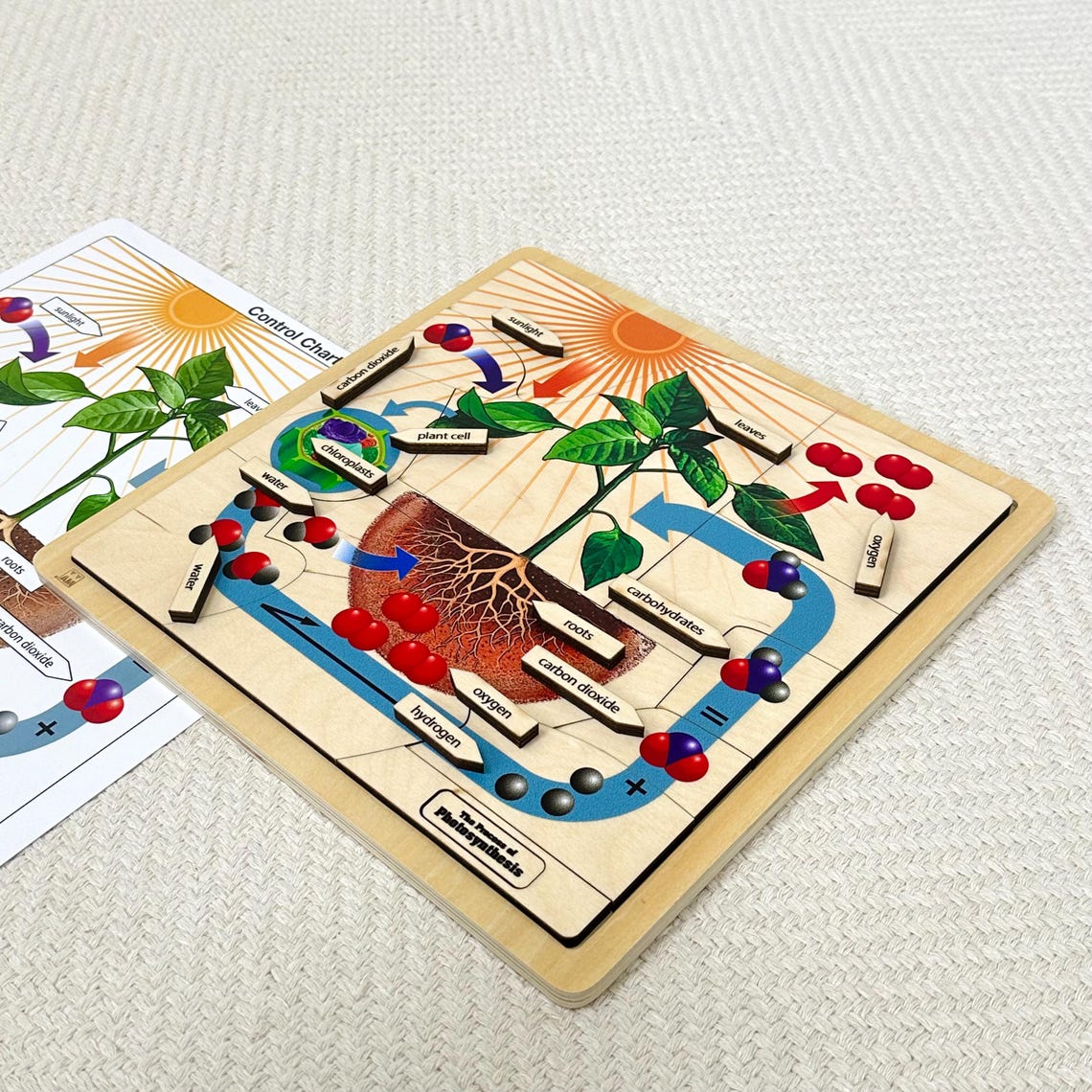 The Process of Photosynthesis Puzzle With Nomenclature Cards (6-9 ...